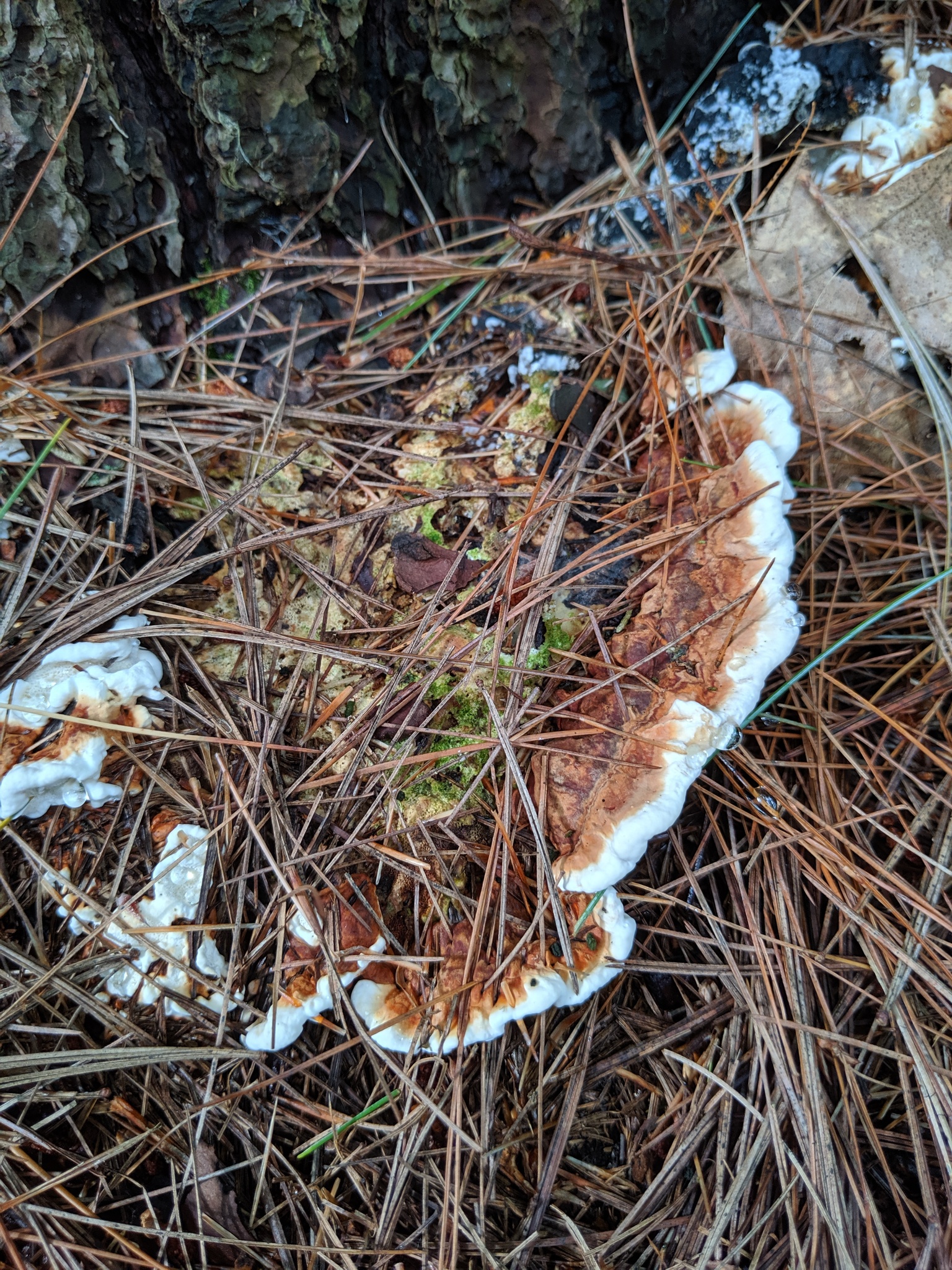 Heterobasidion irregulare Garbel. & Otrosina