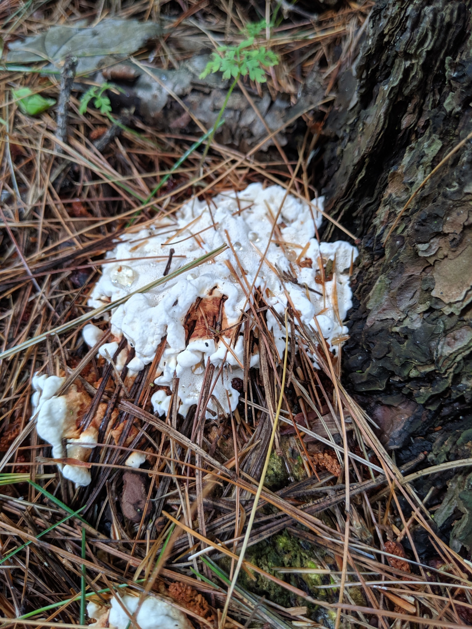 Heterobasidion irregulare Garbel. & Otrosina