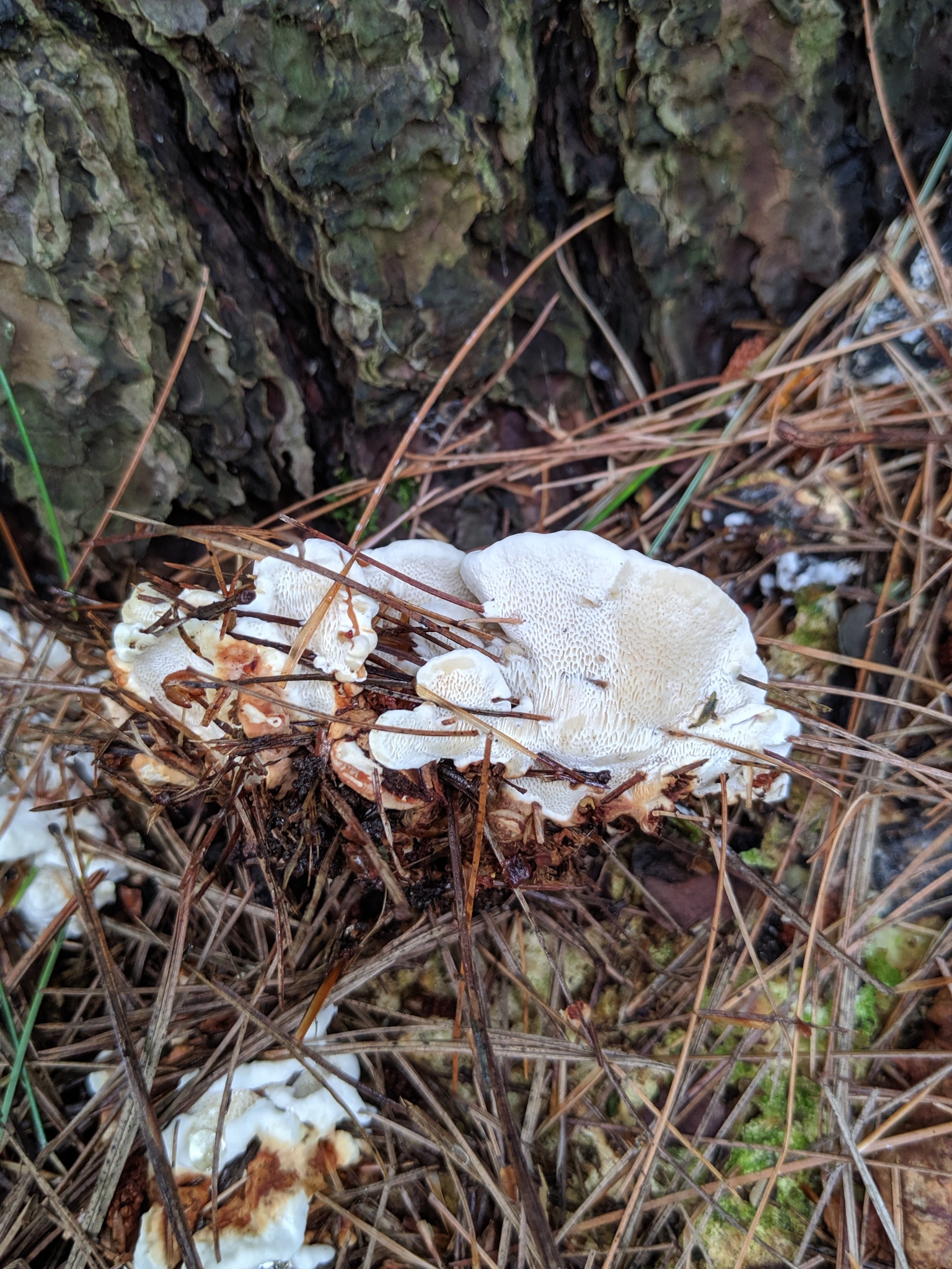 Heterobasidion irregulare Garbel. & Otrosina