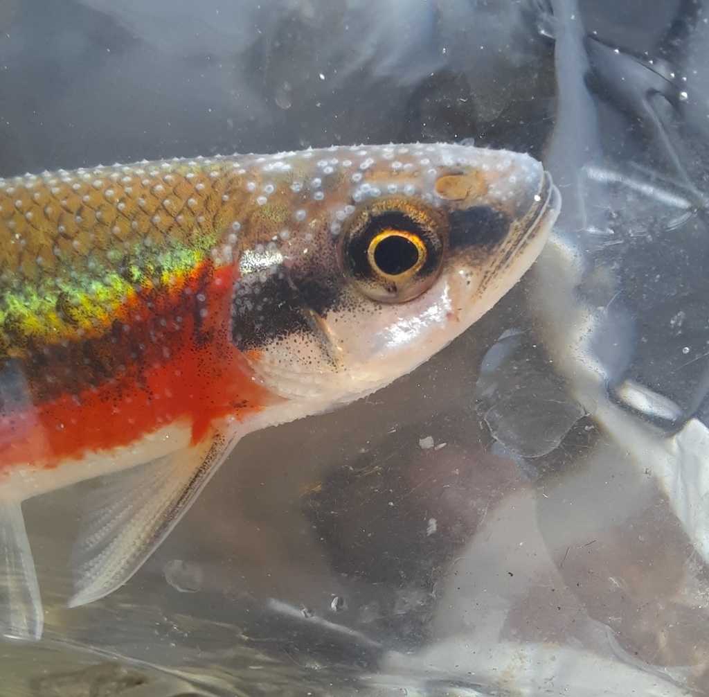 Rosyside Dace (Fishes of Greenville County, SC) · iNaturalist