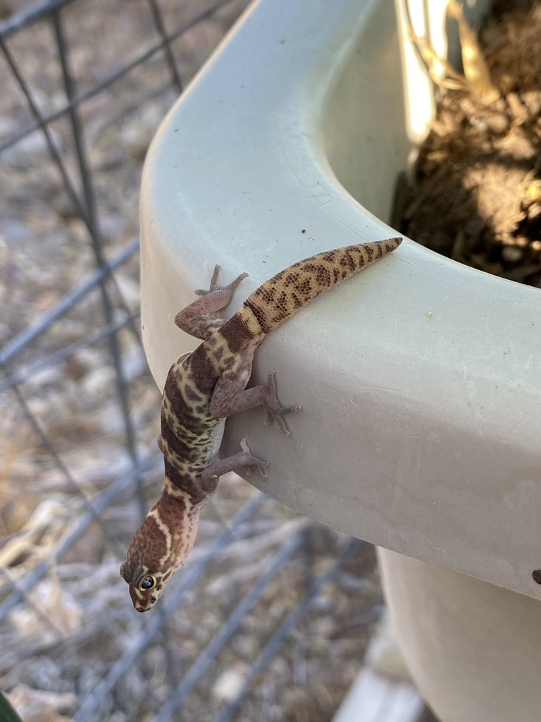 Texas Banded Gecko from Big Bend National Park, Alpine, TX, US on April ...