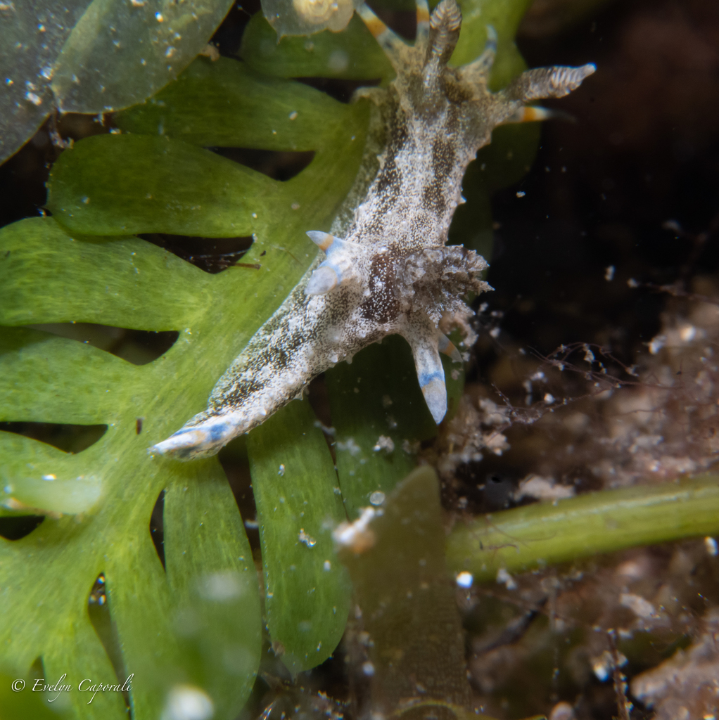Humm's Nudibranch from Monroe County, FL, USA on April 3, 2022 at 03:30 ...