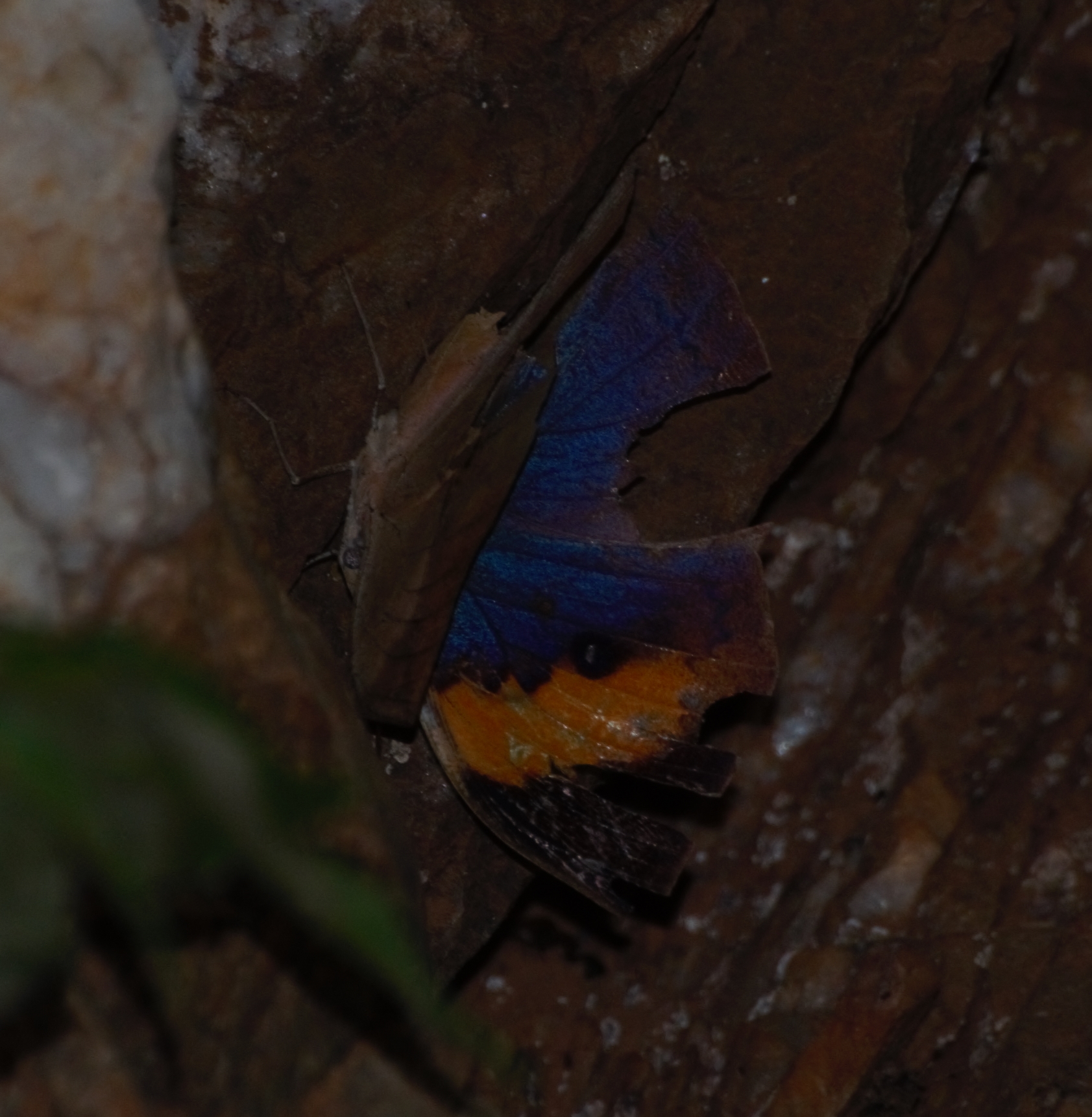 Kallima inachus Boisduval, 1836