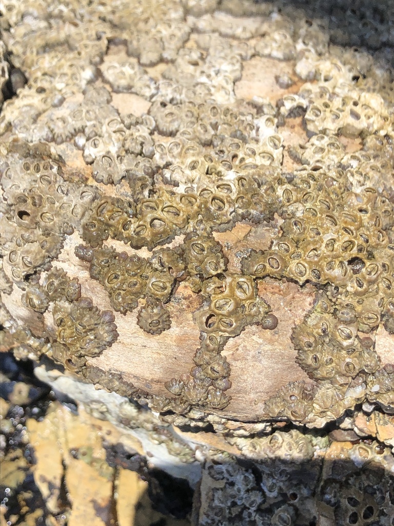 Little Brown Barnacle from Newport Beach Marine Life Refuge, Orange ...