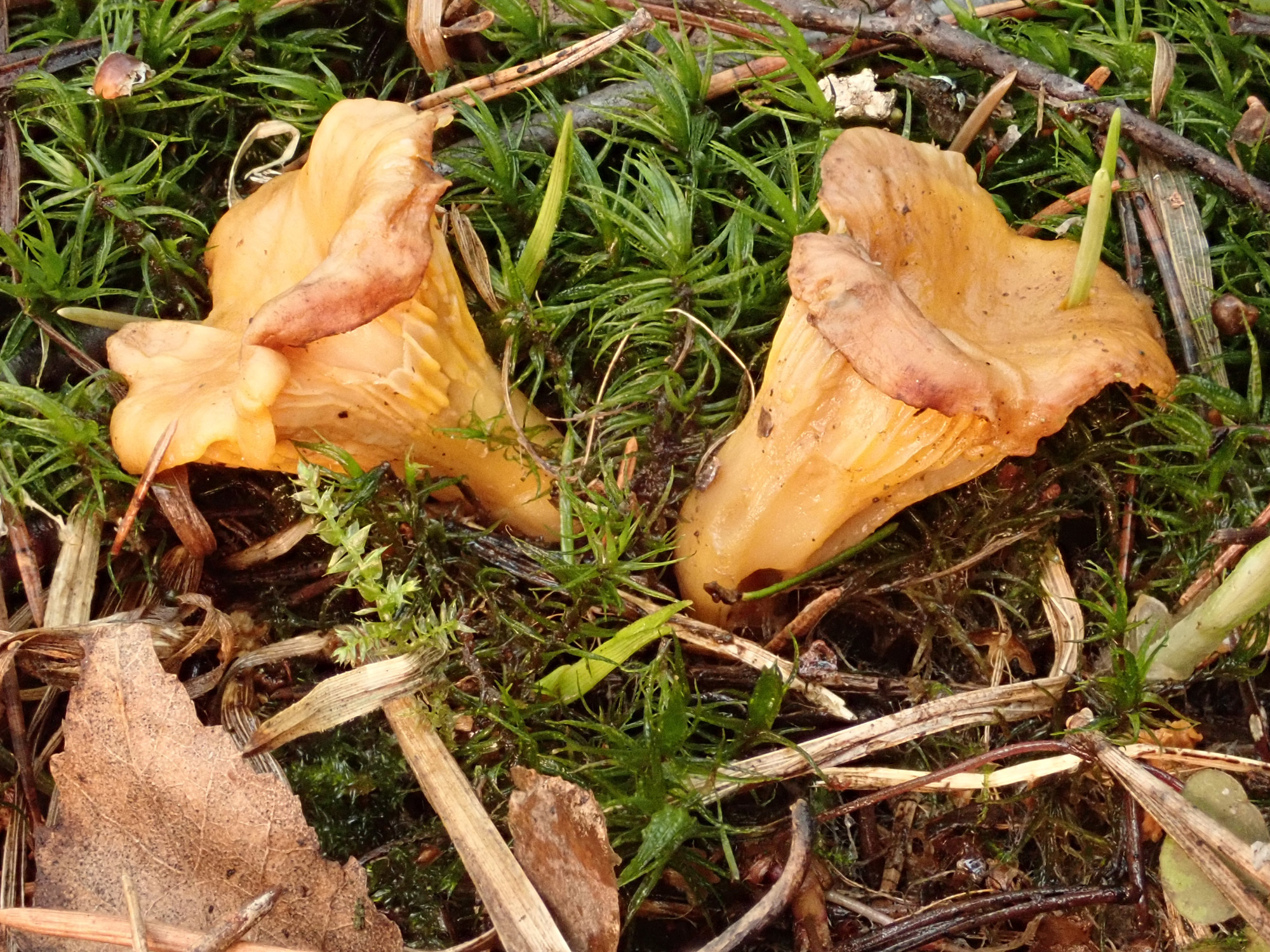 Cantharellus cibarius Fr.