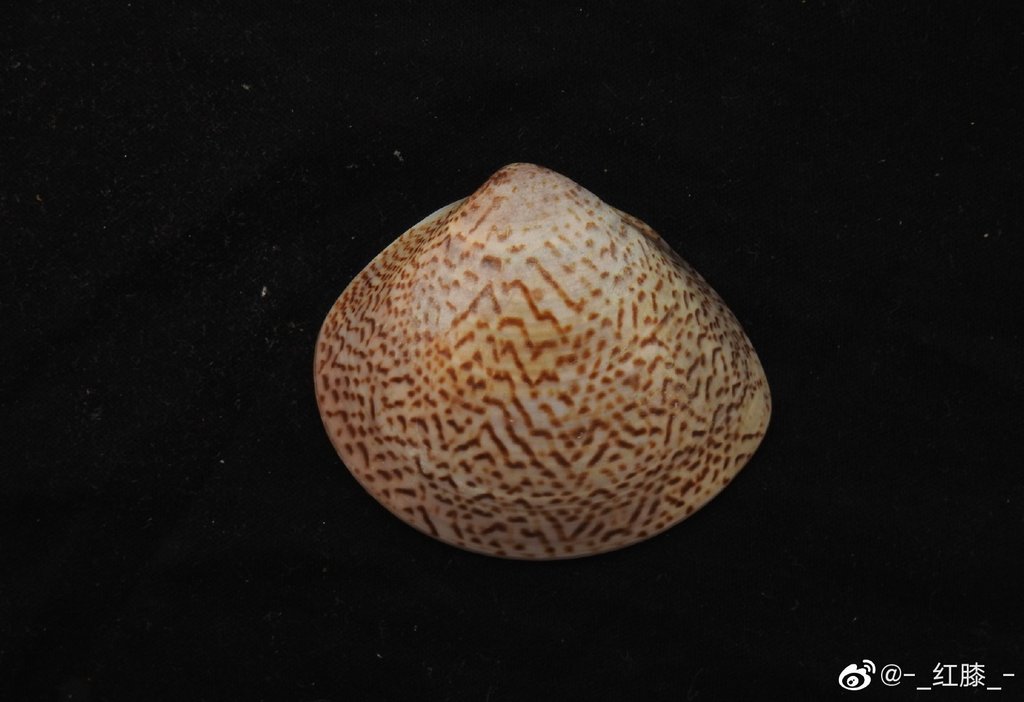 Meretrix petechialis from 中国广东省深圳市 on February 14, 2021 at 12:10 PM by ...