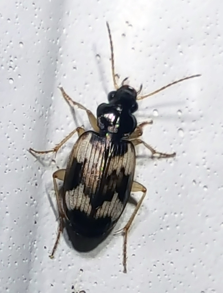 Tetragonoderus fasciatus (Guide to Beetles of Erath County, TX ...