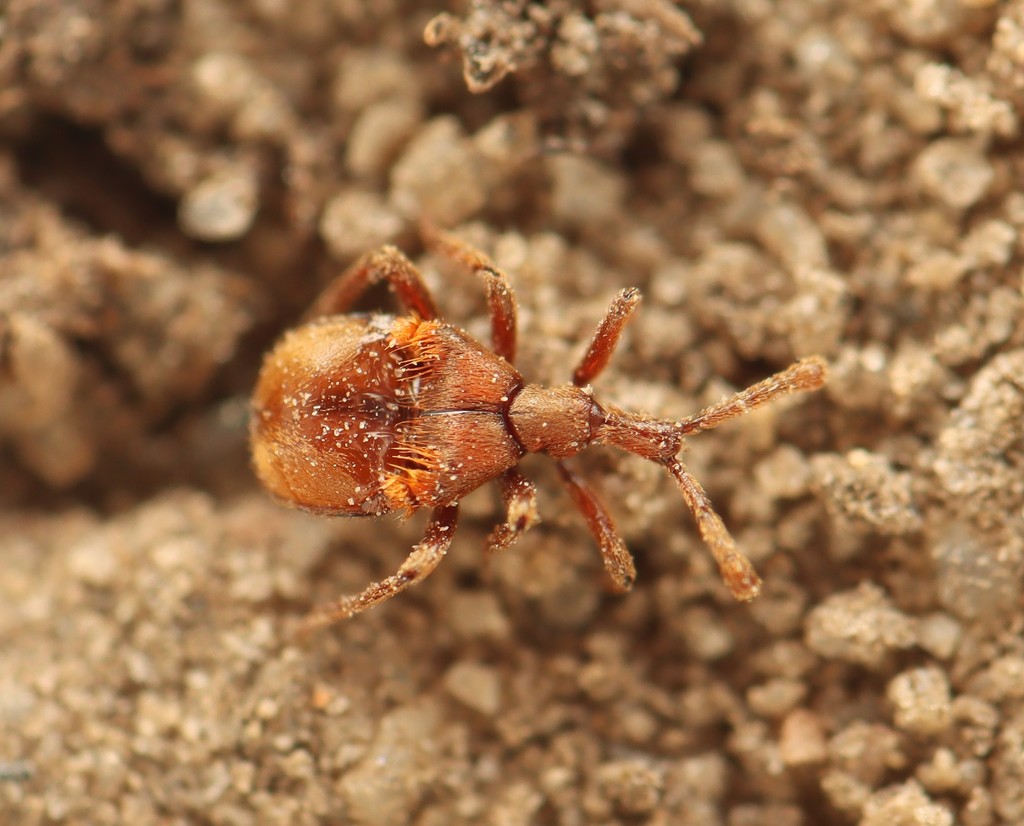 Claviger longicornis from 4500 Nykøbing Sjælland, Danmark on April 17 ...