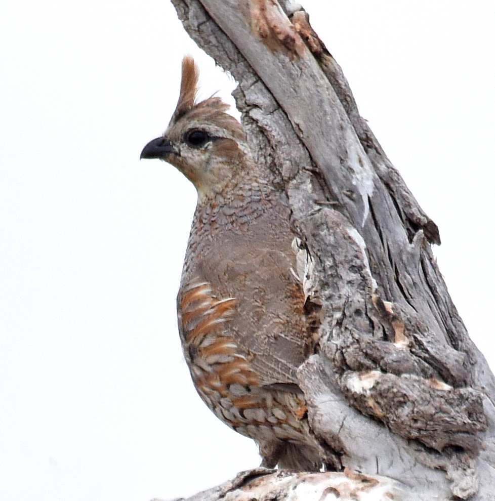 Scaled Quail × Northern Bobwhite from Lower Queens Reservoir, Kiowa ...