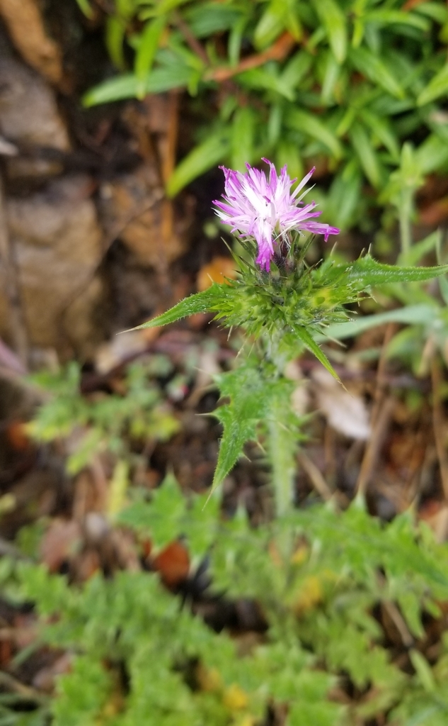 Slender Thistle from La Honda, CA 94020, USA on April 16, 2022 at 02:11 ...