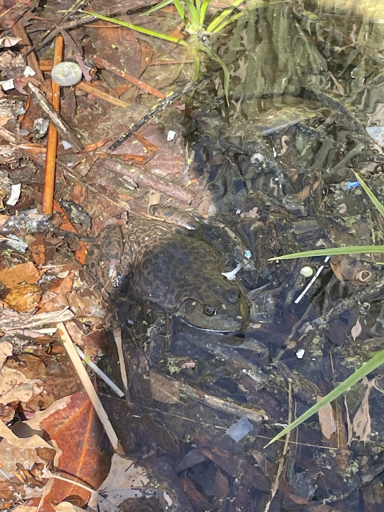 American Bullfrog from Santa Fe Dam Recreational Area, Irwindale, CA ...