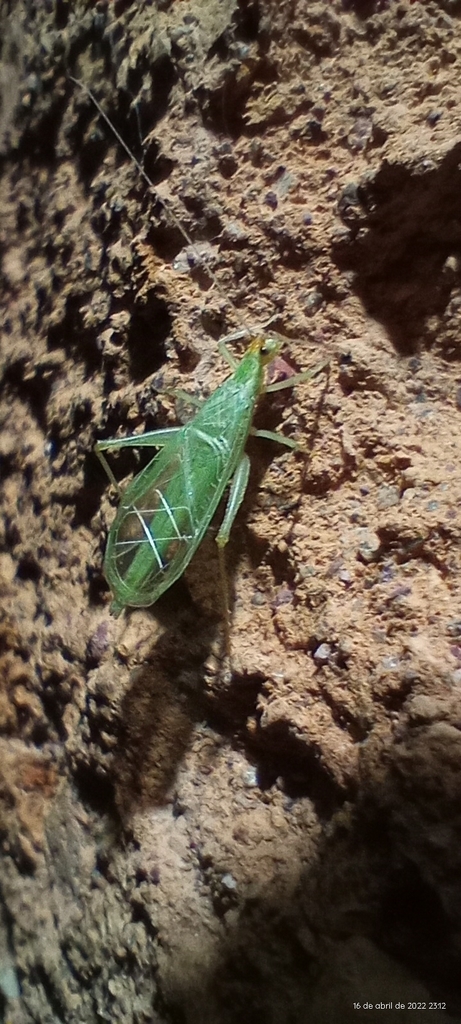 Common Tree Crickets from Jerécuaro, Gto., México on April 16, 2022 at ...