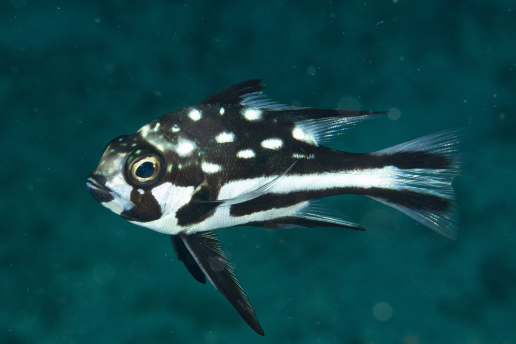 Midnight Snapper from Koror, Palau on April 05, 2022 at 06:20 PM by ...