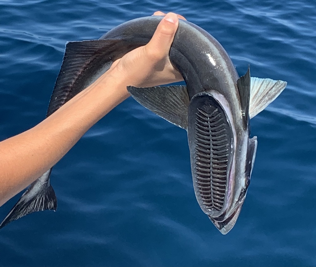 Sharksucker from North Atlantic Ocean on April 17, 2022 at 12:12 PM by ...