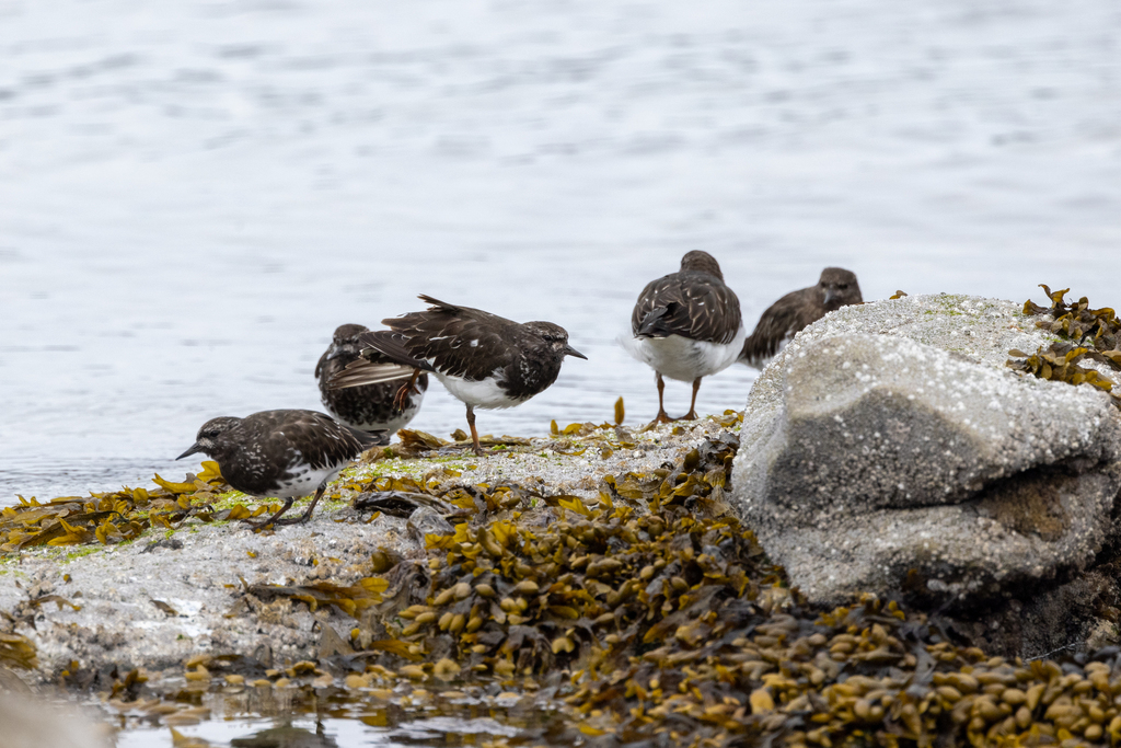 Black Turnstone from Cowichan Valley, BC, Canada on April 12, 2022 at ...