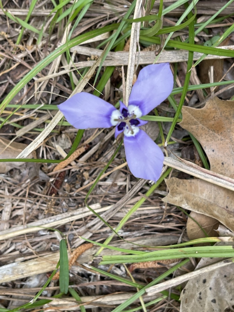 Prairie Nymph from Jim West St, Bellaire, TX, US on April 17, 2022 at ...
