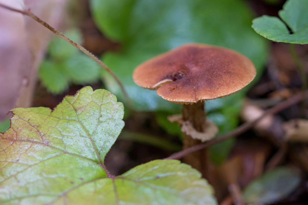 Common Conecap from Idaho, Idaho, United States on October 15, 2016 at ...