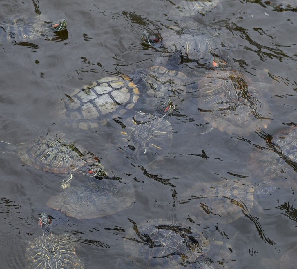 Red-eared Slider from Aransas County, TX, USA on April 17, 2022 at 10: ...