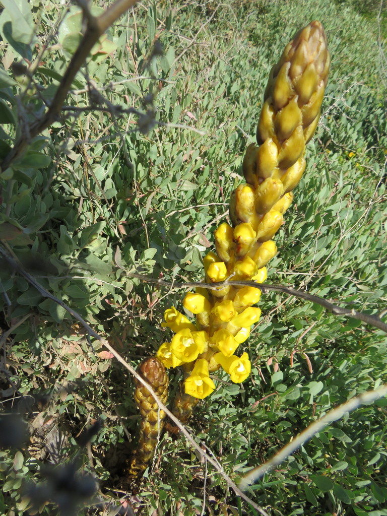 Yellow Broomrape from Barreiro, Portugal on April 10, 2022 at 09:38 AM ...