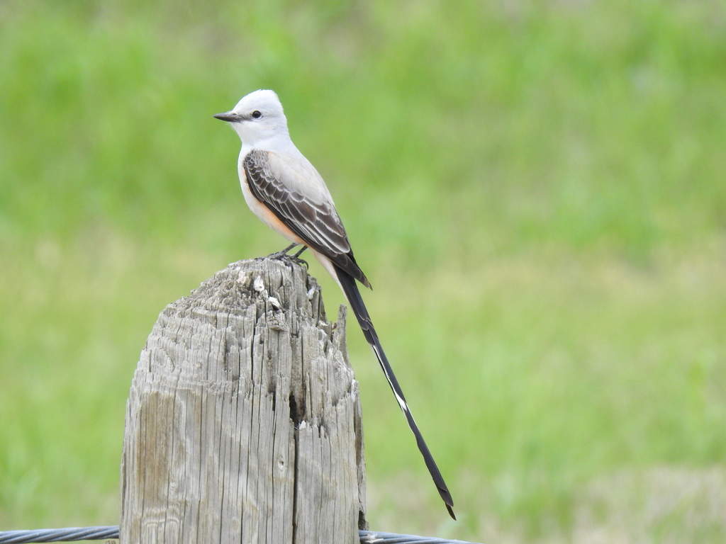 Scissor-tailed Flycatcher from Lewisville, TX, USA on April 17, 2022 at ...