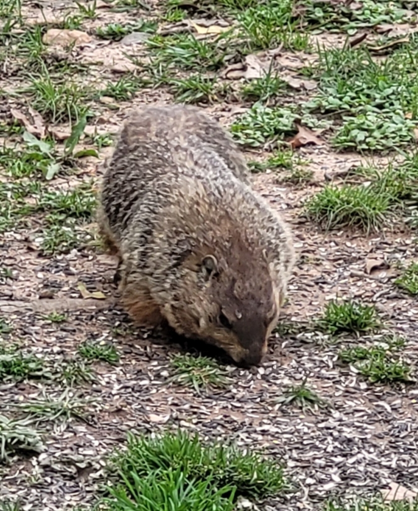 Groundhog in April 2022 by Sandy Sandmeyer · iNaturalist