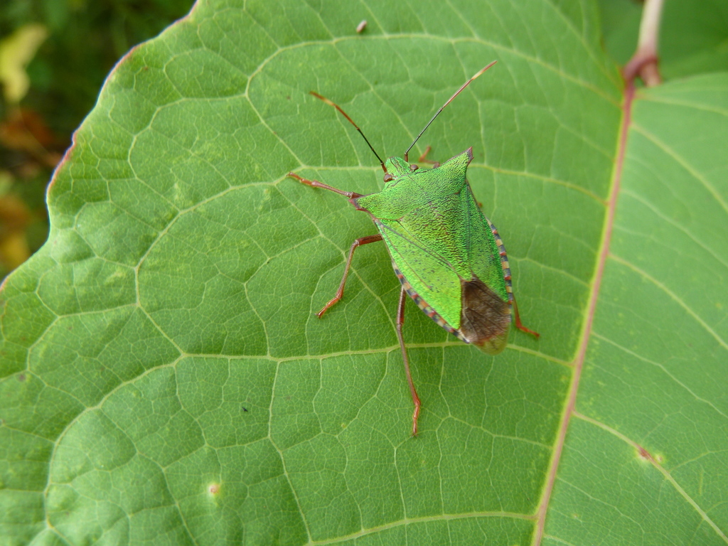 Japanese Stink Bug from Kamikijima, Kijimadaira, Shimotakai District ...