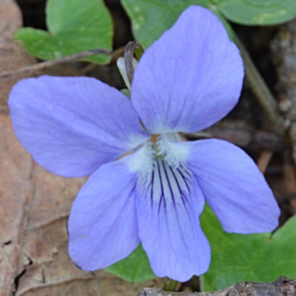 common dog-violet from 503 15 Nechanice, Česko on April 15, 2022 at 12: ...