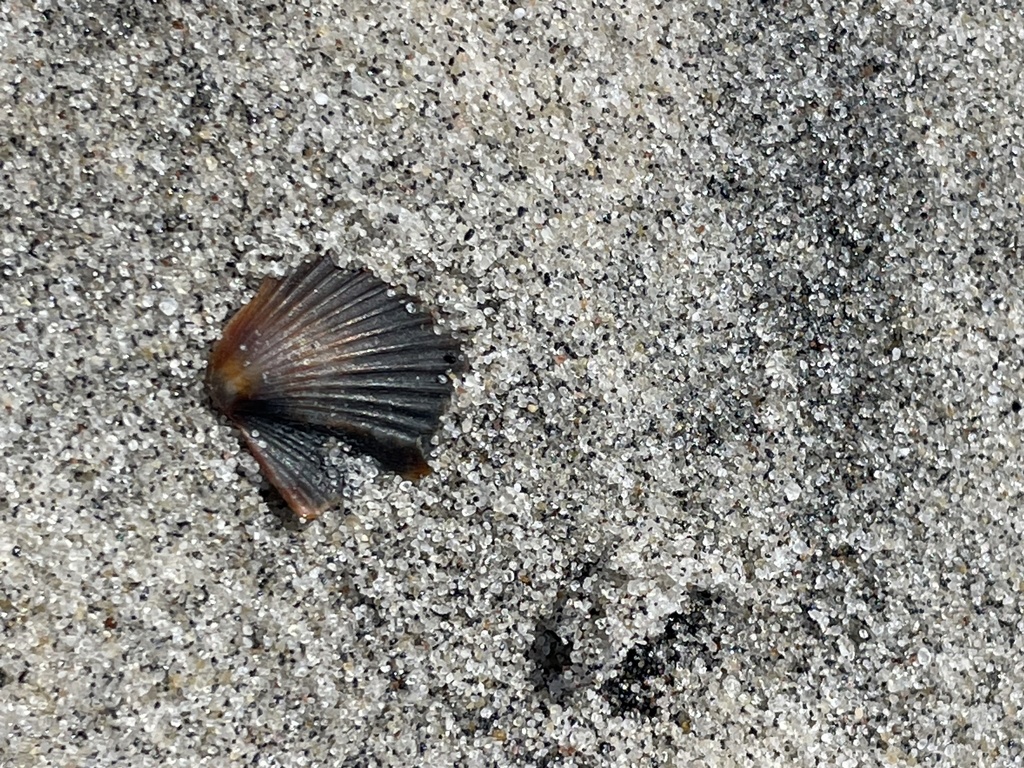 Atlantic Bay Scallop from Cape May Point State Park, NJ, US on April 17 ...