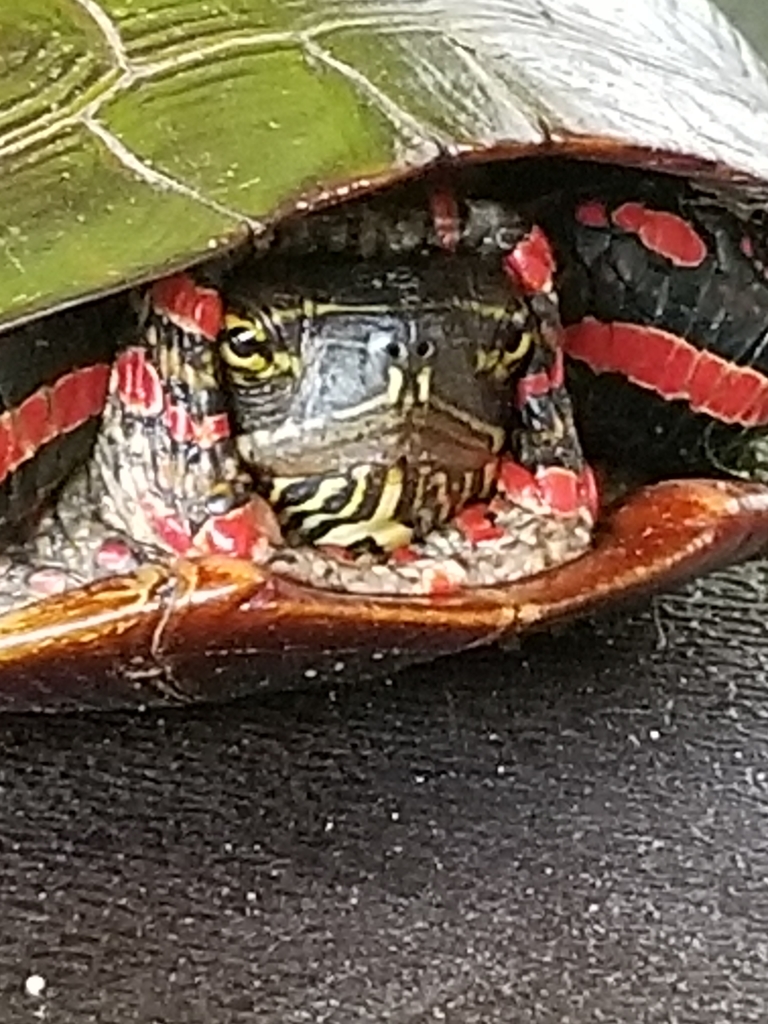Midland Painted Turtle from Dexter, MI 48130, USA on March 17, 2021 at ...