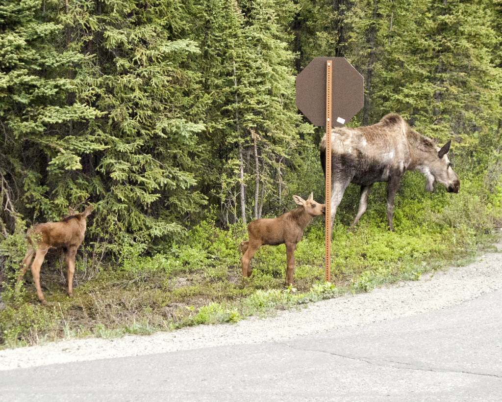 Moose from Denali, AK, USA on June 04, 2018 at 06:50 AM by Michael ...