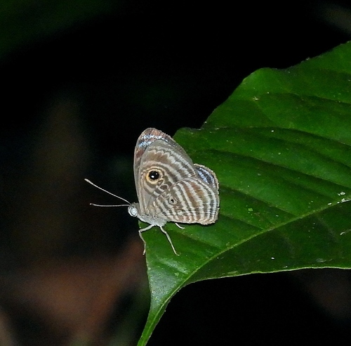 Mesosemia jucunda · iNaturalist