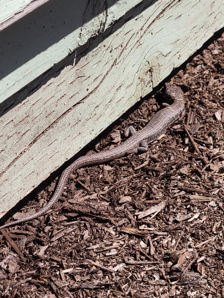 Northwestern Alligator Lizard from 326th Ave NE, Carnation, King County ...