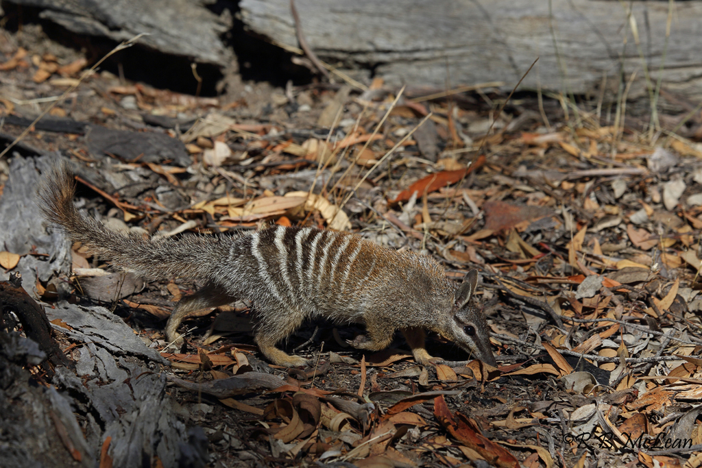 Numbat (Myrmecobius fasciatus) - Know Your Mammals