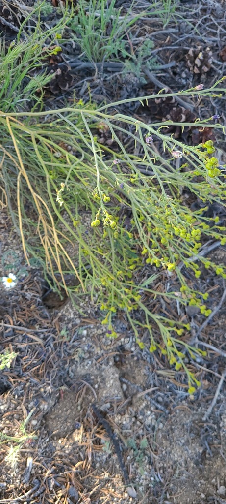 Turpentine Broom from Tecate, Baja California, Mexico on April 15, 2022 ...