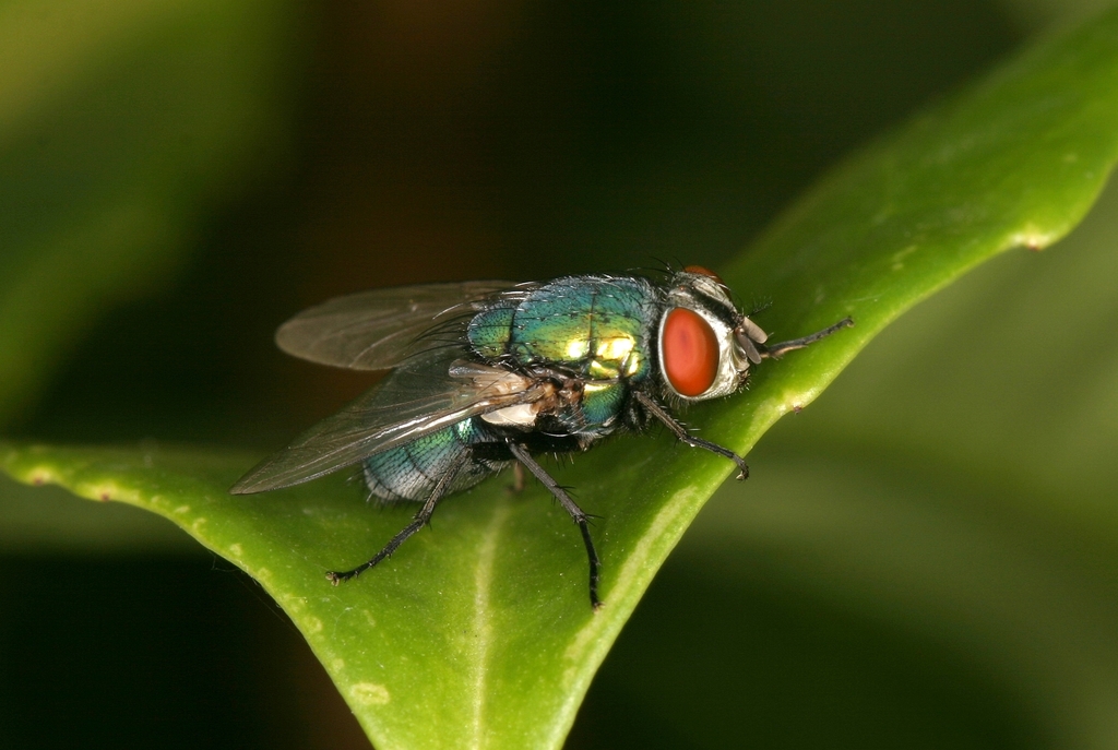 Common European Greenbottle Fly from Feudenheim, 68259 Mannheim ...