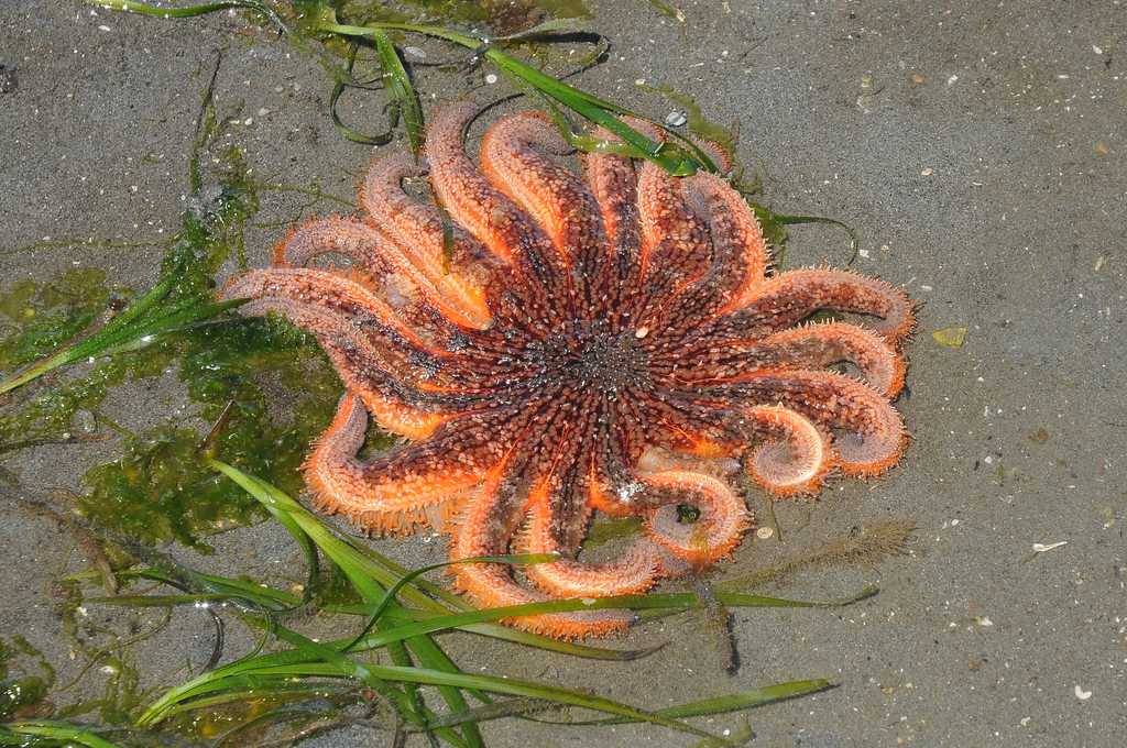 Sunflower Sea Star from 167422 US-101, Forks, WA 98331, USA on June 22 ...