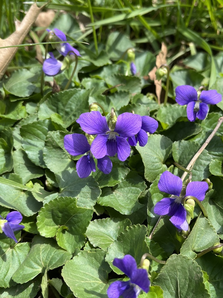 Dooryard Violet ( Dicot Forbs of Appalachia 2) · iNaturalist