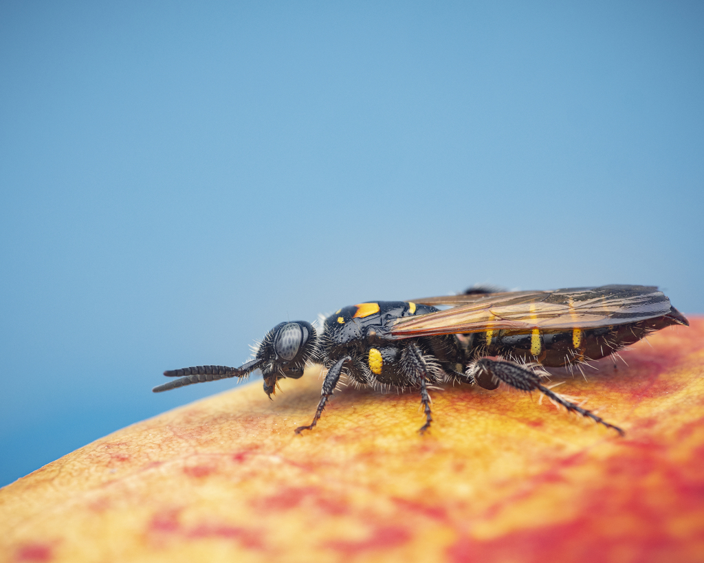 New World Banded Thynnid Wasps from Providenciales, TKCA 1ZZ, Turks and ...