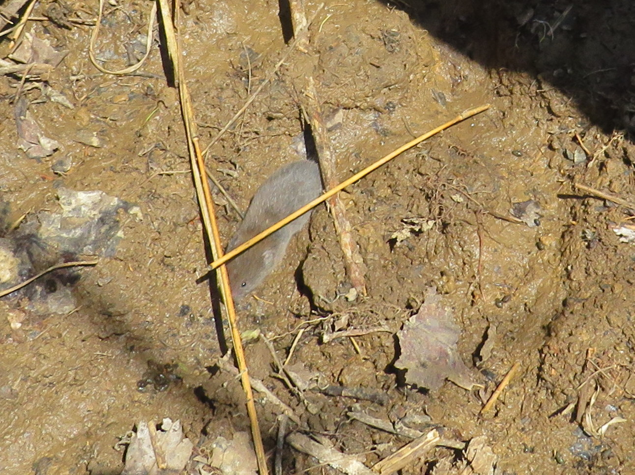 Microtus pinetorum (Le Conte, 1830)