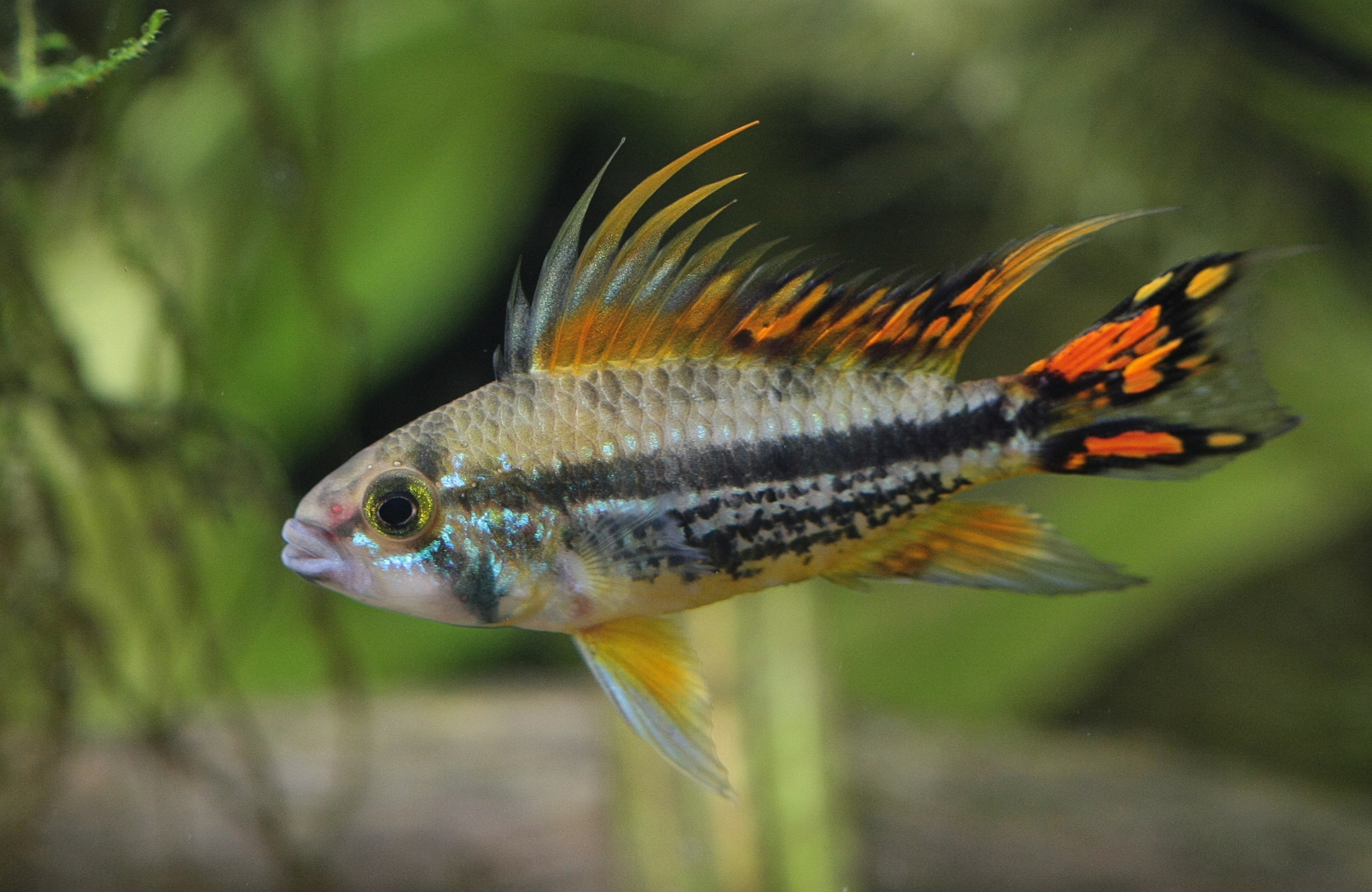 Apistogramma Species