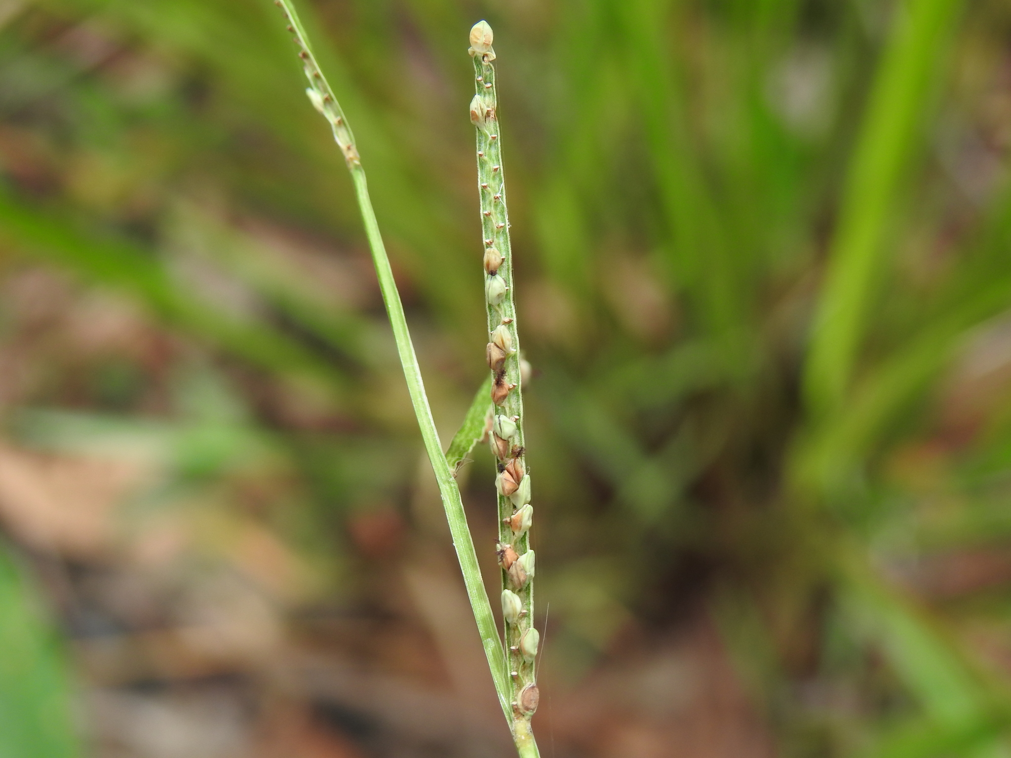 Paspalum scrobiculatum L.