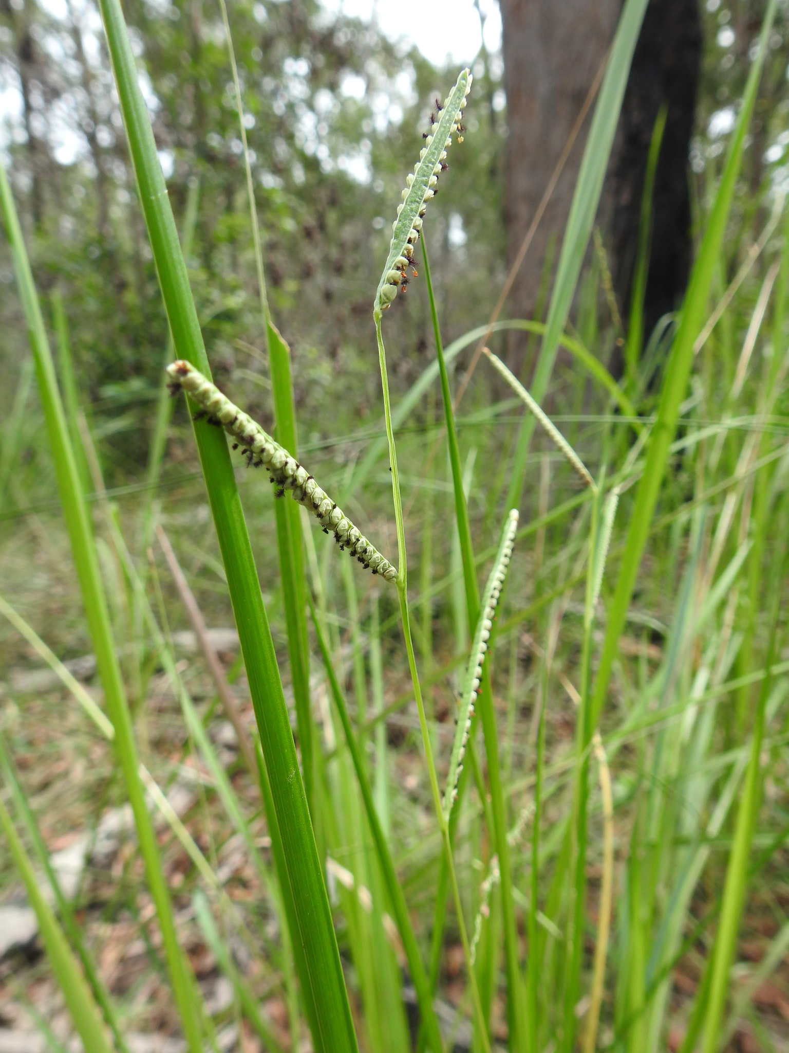 Paspalum scrobiculatum L.