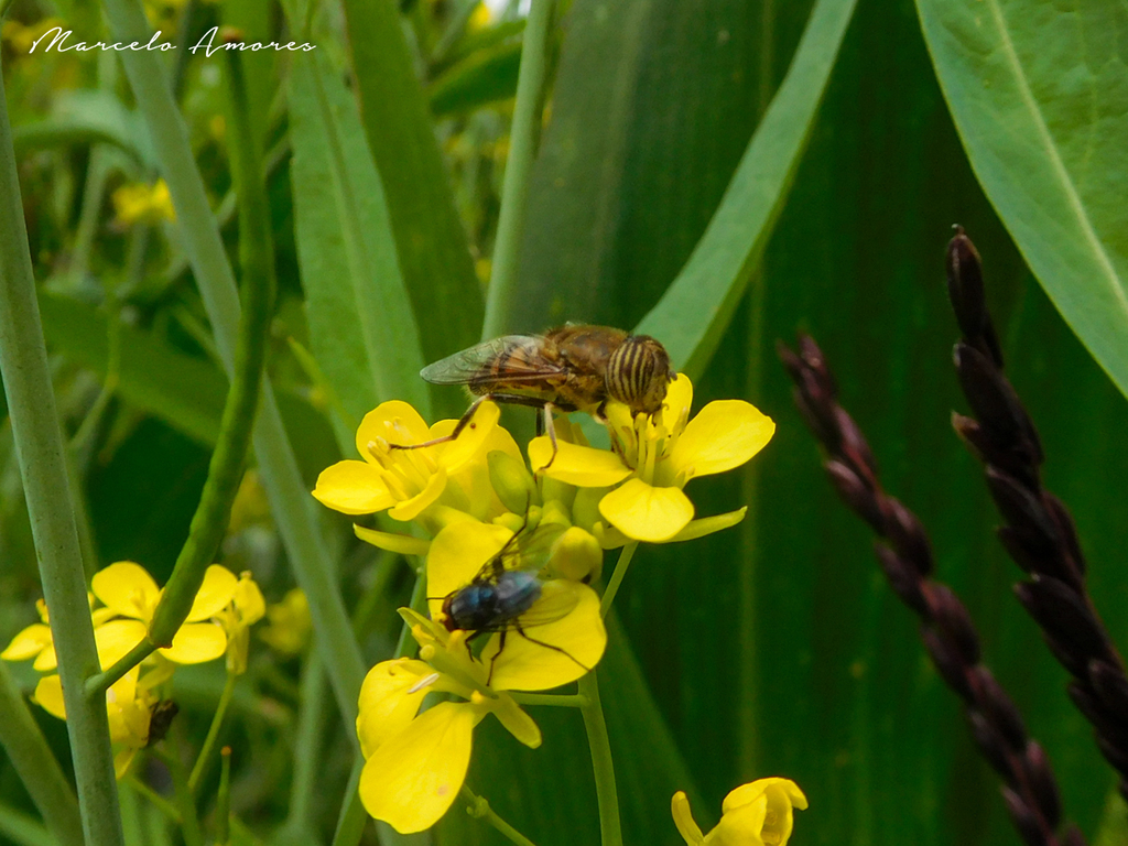 Stripe-eyed Lagoon Fly from Latacunga, Ecuador on April 14, 2022 at 01: ...