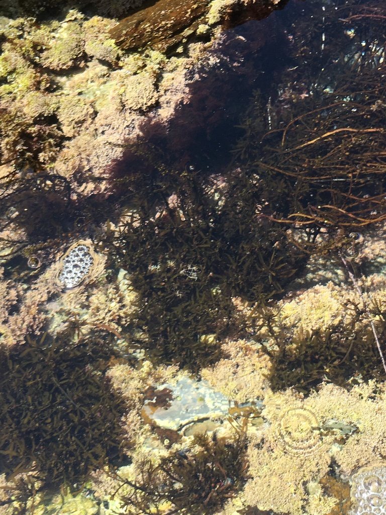 Fucoids from Newport Beach Marine Life Refuge, Newport Beach, CA, US on ...