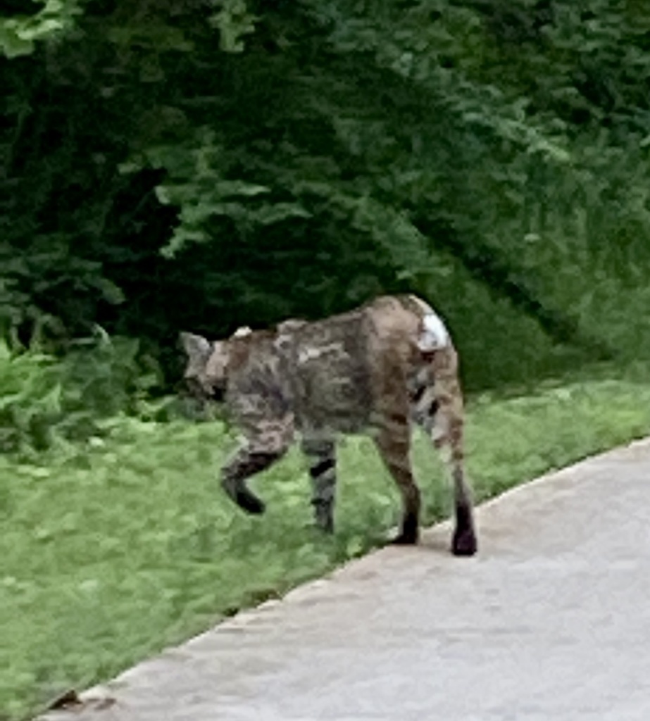 Bobcat from North, Arlington, TX, US on April 17, 2022 at 10:51 AM by ...