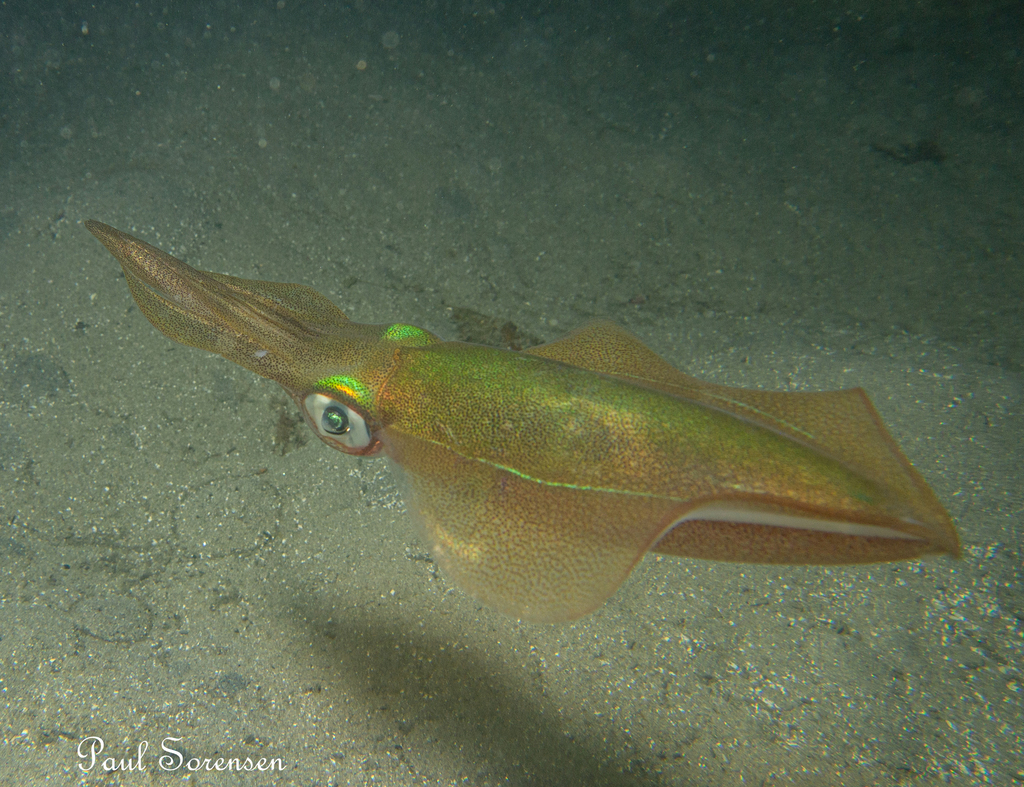 Southern Reef Squid from Blairgowrie Pier, Victoria, Australia on April ...