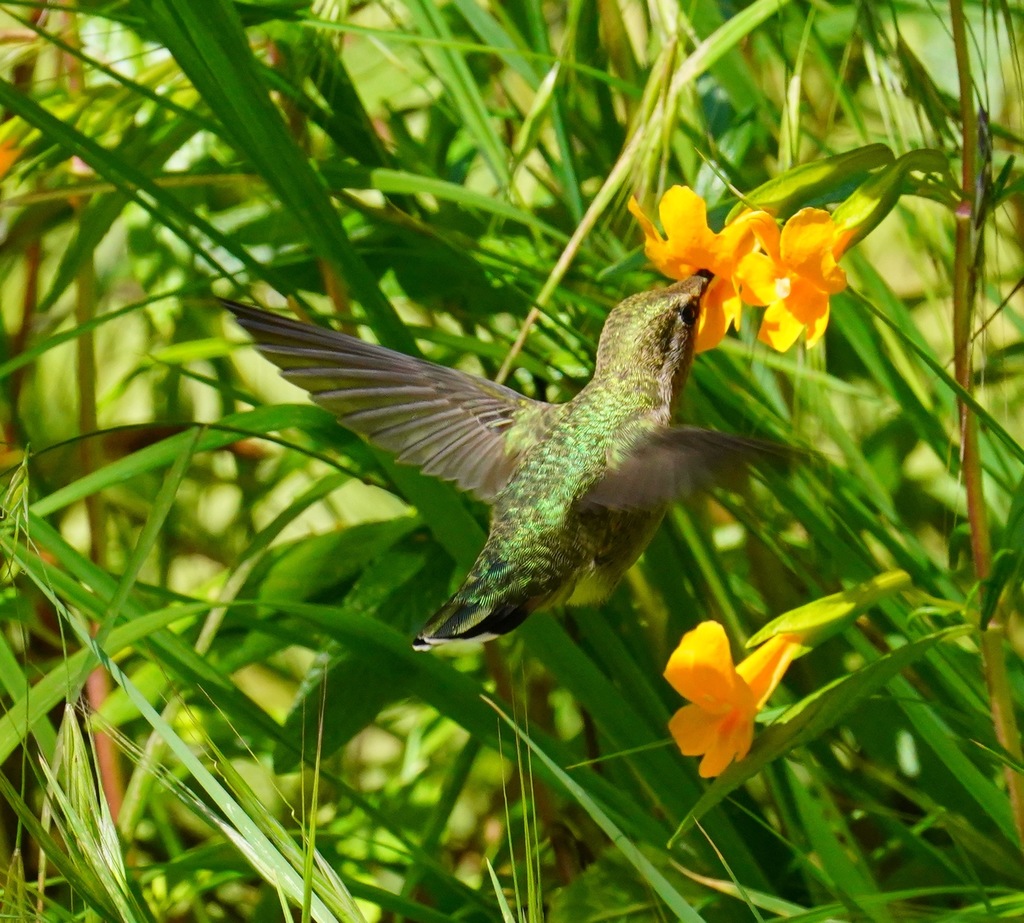 Anna's Hummingbird from El Sobrante Hills, Richmond, CA 94803, USA on ...