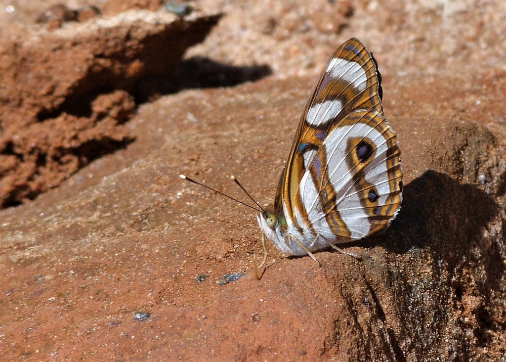 Dynamine aerata (Borboletas de Rio Claro, SP/Butterflies of Rio Claro ...