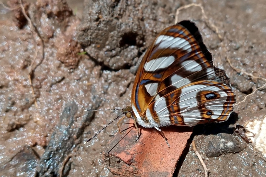 Dynamine aerata (Borboletas de Rio Claro, SP/Butterflies of Rio Claro ...