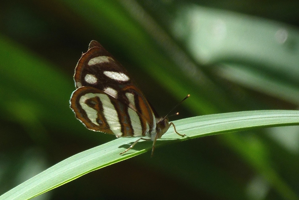 Dynamine artemisia (Borboletas de Rio Claro, SP/Butterflies of Rio ...